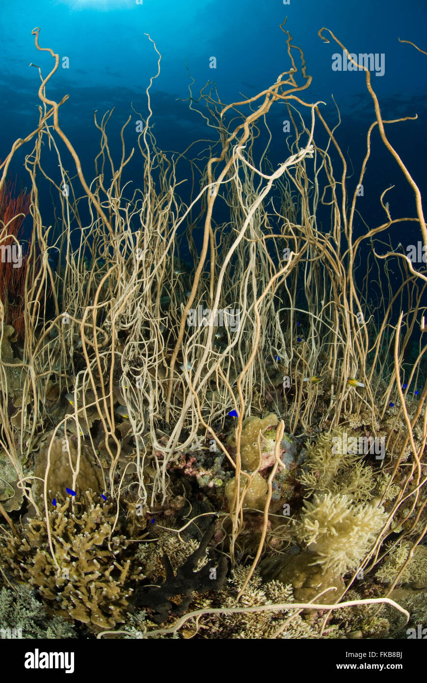 Olive Sea Whips (Junceella sp Stock Photo - Alamy