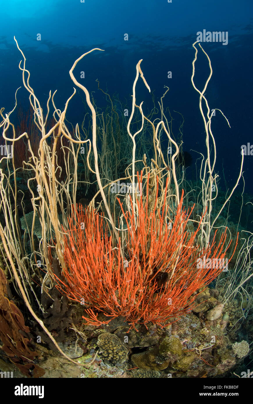 Biodiversity coral reefs red sea hi-res stock photography and images ...