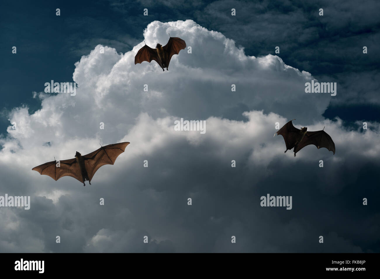 flying foxes escaping from thunderstorm composing Stock Photo - Alamy