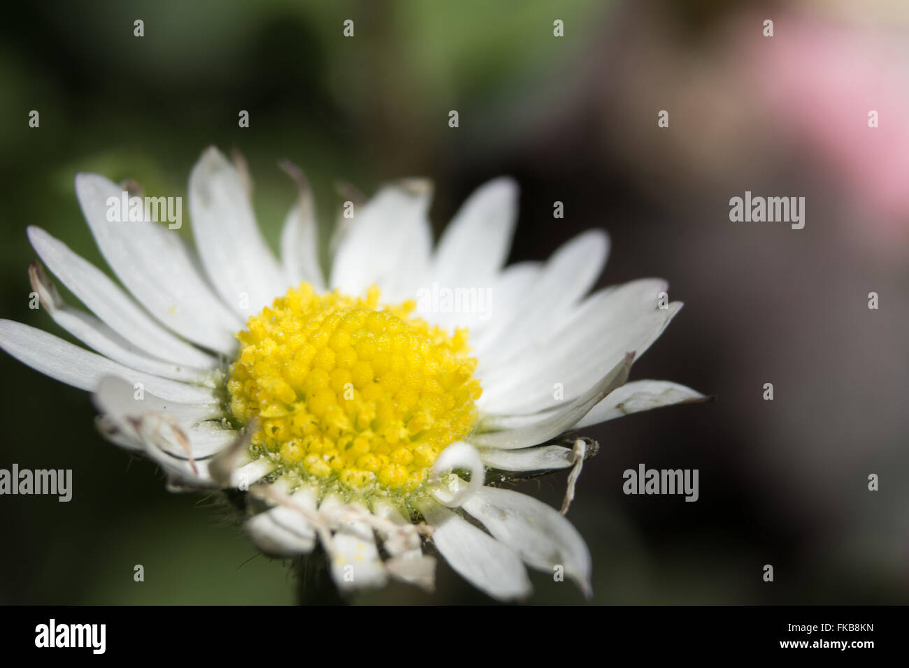 Daisy Flower Macro Stock Photo - Alamy