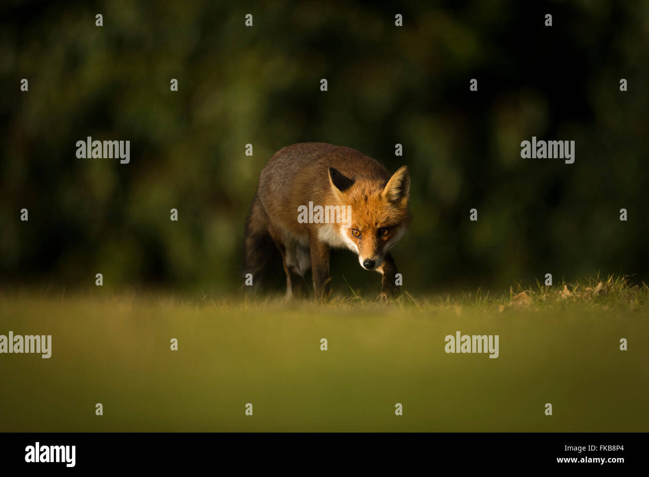Red fox, London, UK Stock Photo - Alamy