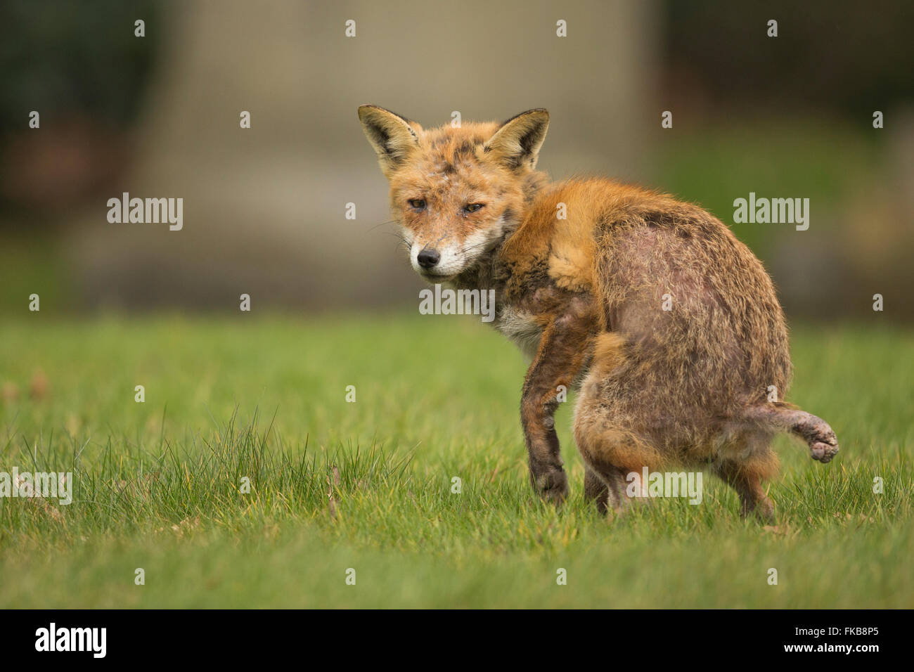 Grey Fox With Mange