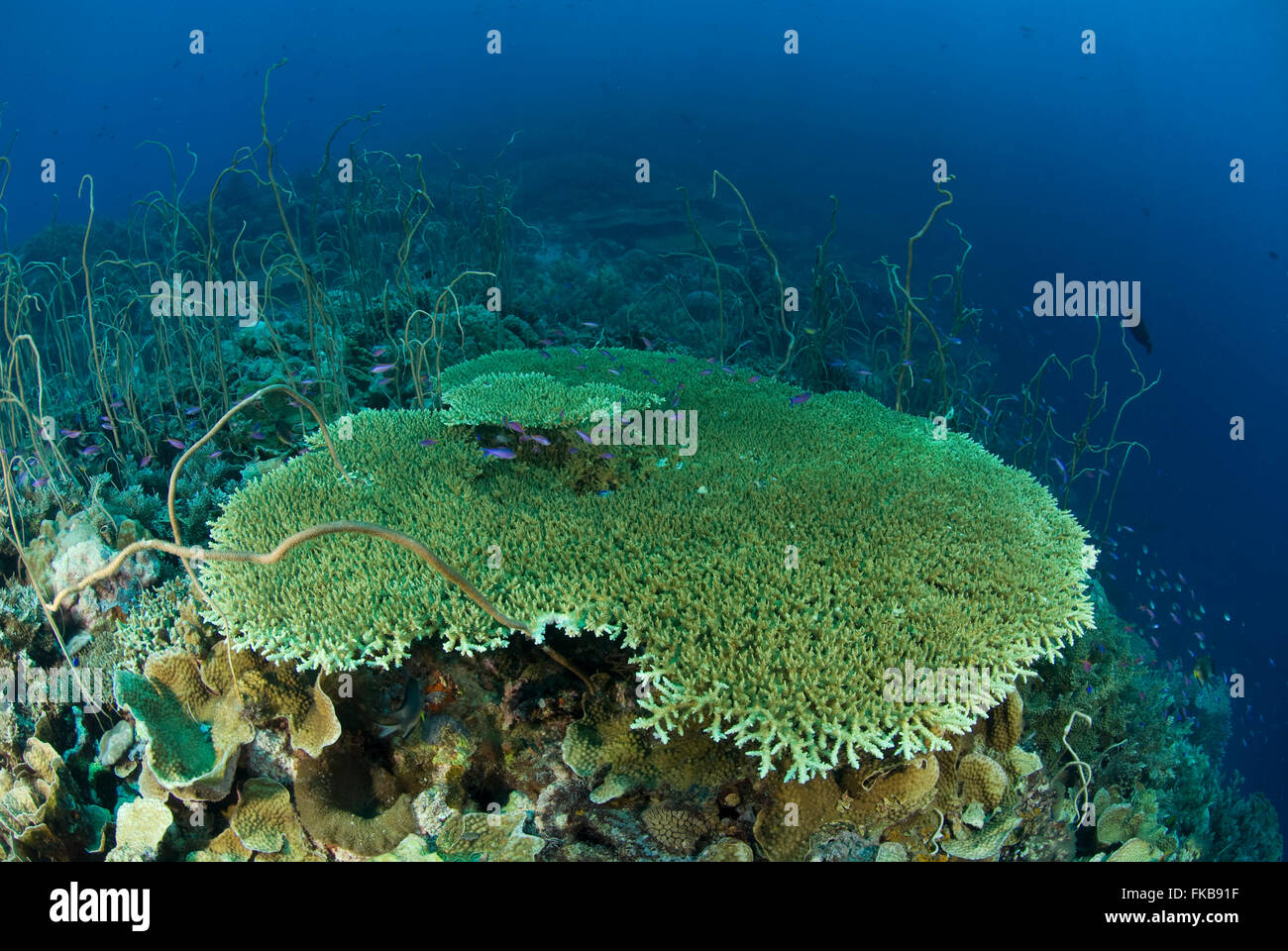 Olive Sea Whips (Junceella sp). surrounding a plate coral Stock Photo ...