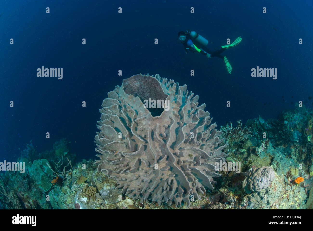 Big barrel sponge in coral reef with diver Stock Photo - Alamy