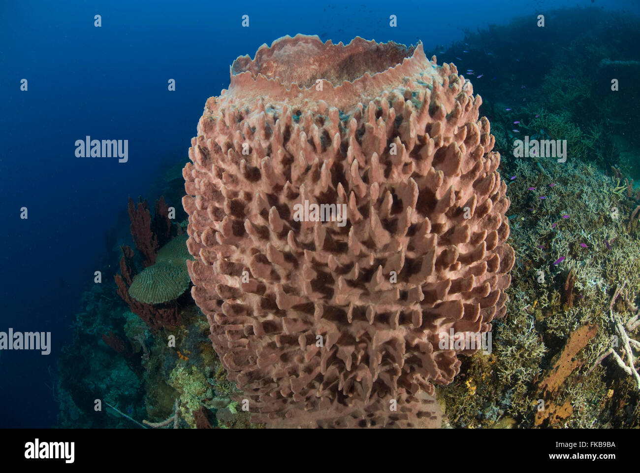 Big barrel sponge in coral reef Stock Photo - Alamy