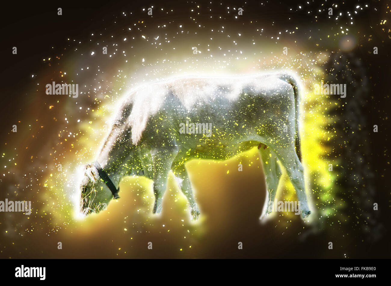 Full body cow hi-res stock photography and images - Alamy