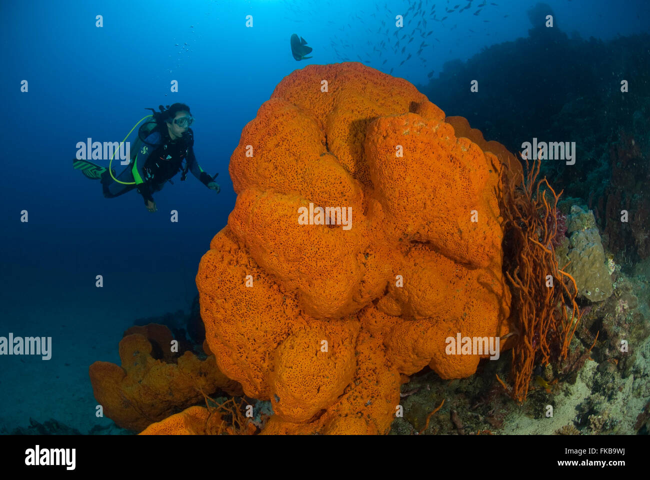 Bright orange sponge in the reef with a diver Stock Photo - Alamy