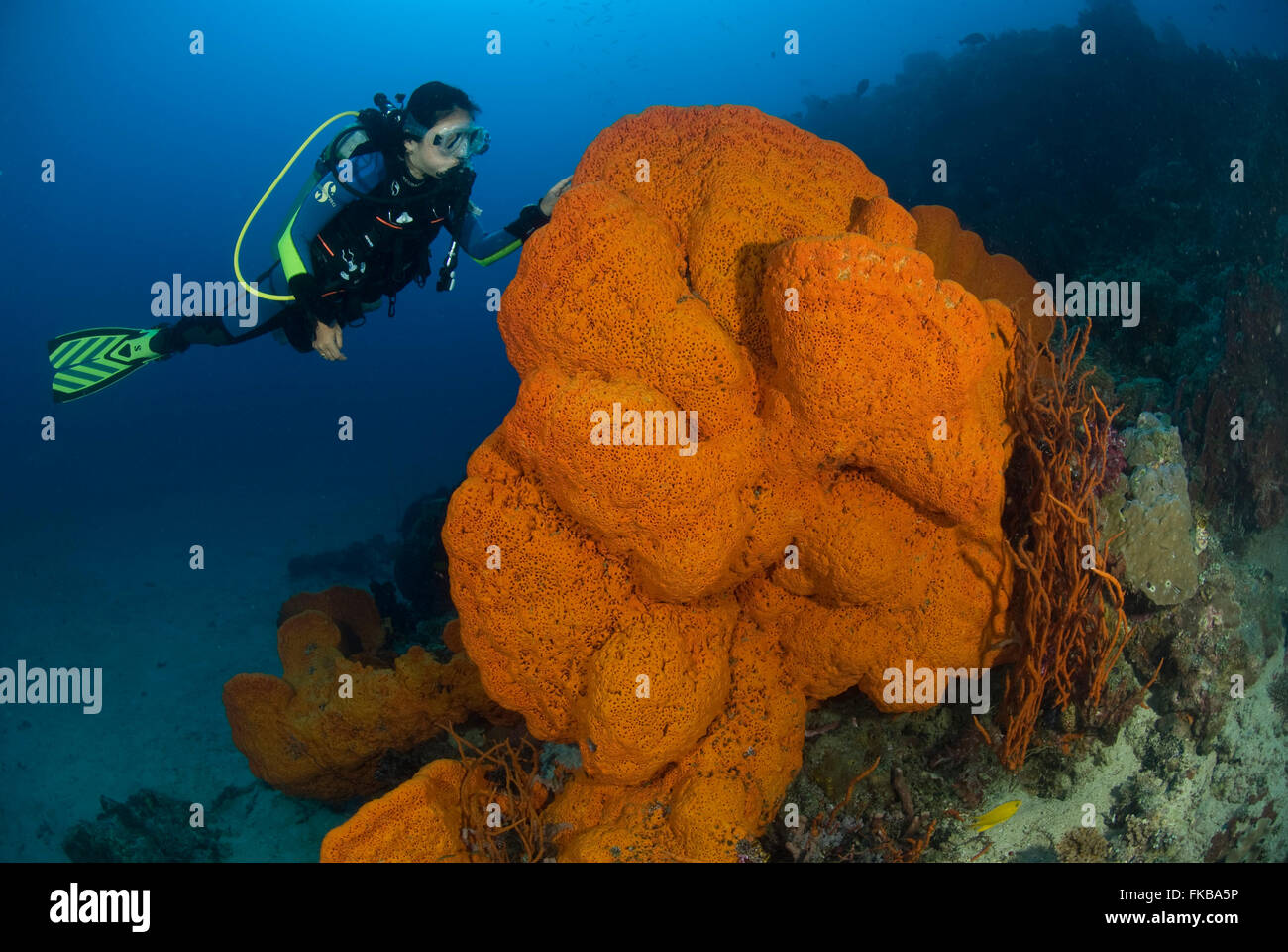 Reef with a diver hi-res stock photography and images - Alamy