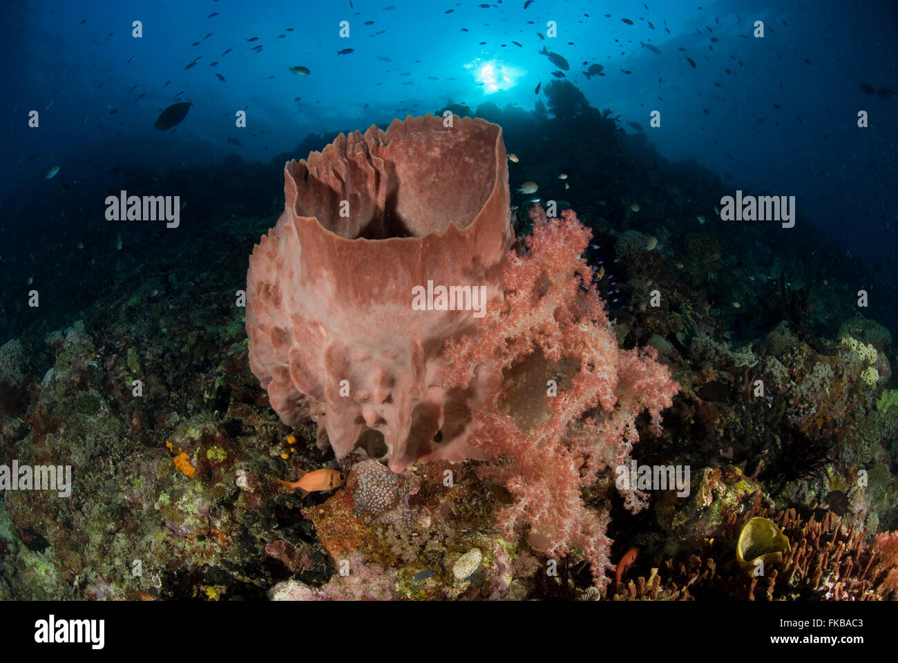 Big barrel sponge beside a soft coral in coral reef Stock Photo - Alamy