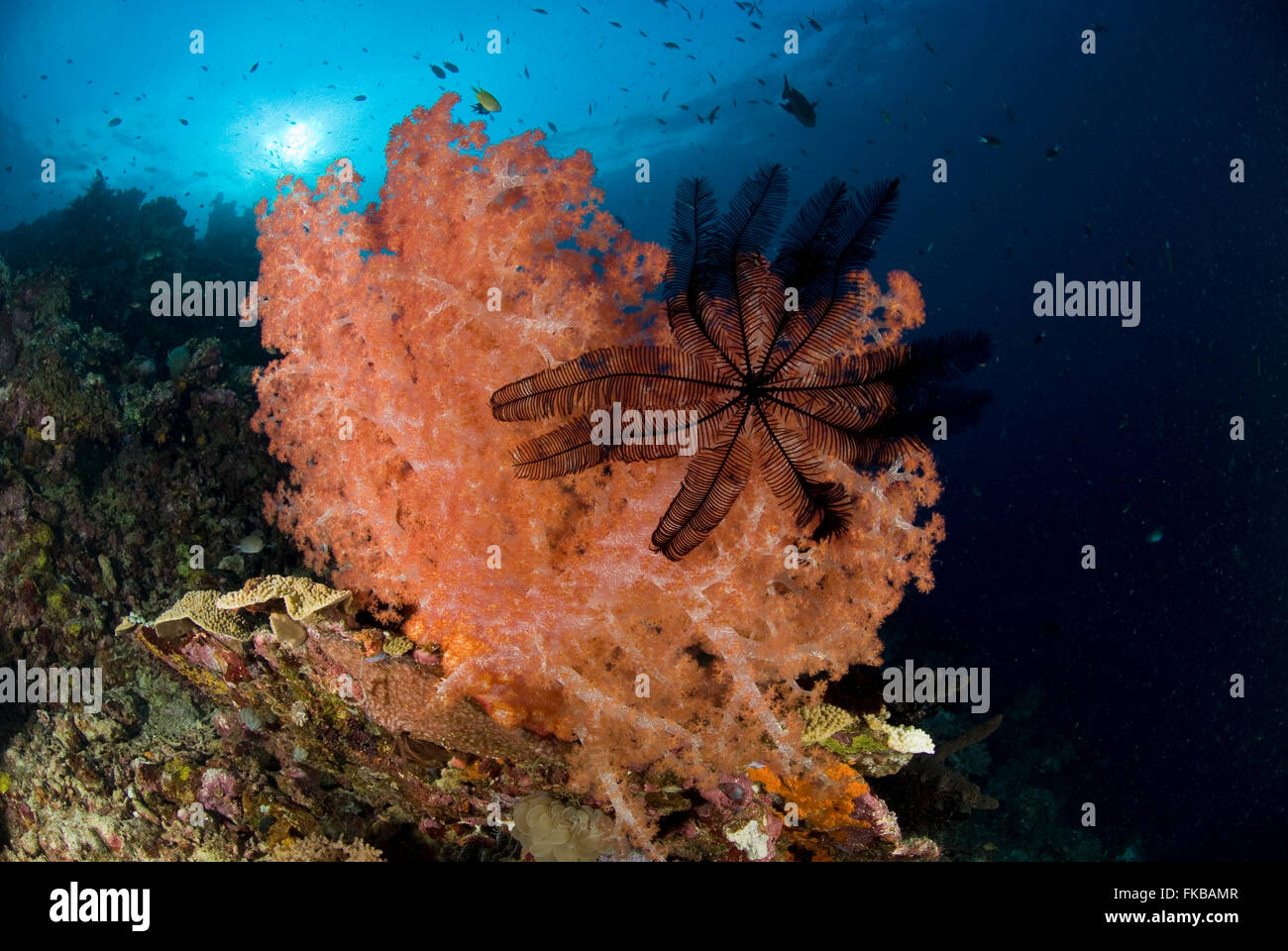 Featherstar on a soft coral in coral reef Stock Photo - Alamy