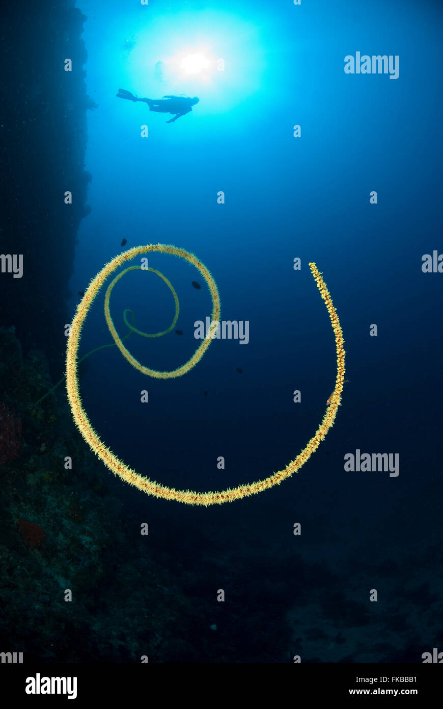 Whip like hi-res stock photography and images - Alamy