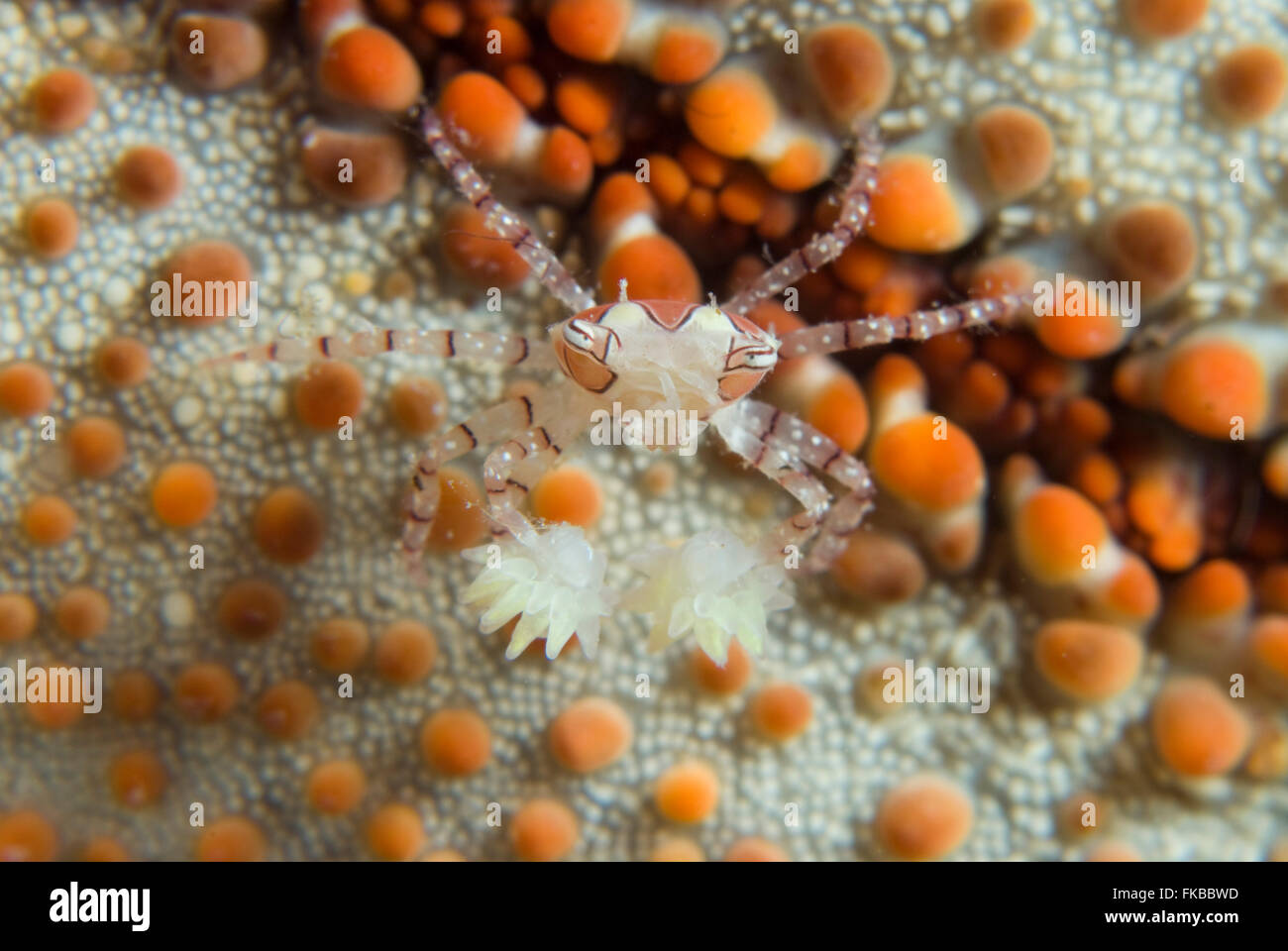 Boxer crab or Pom Pom Crab, Lybia tesselata has tiny stinging anemones ...