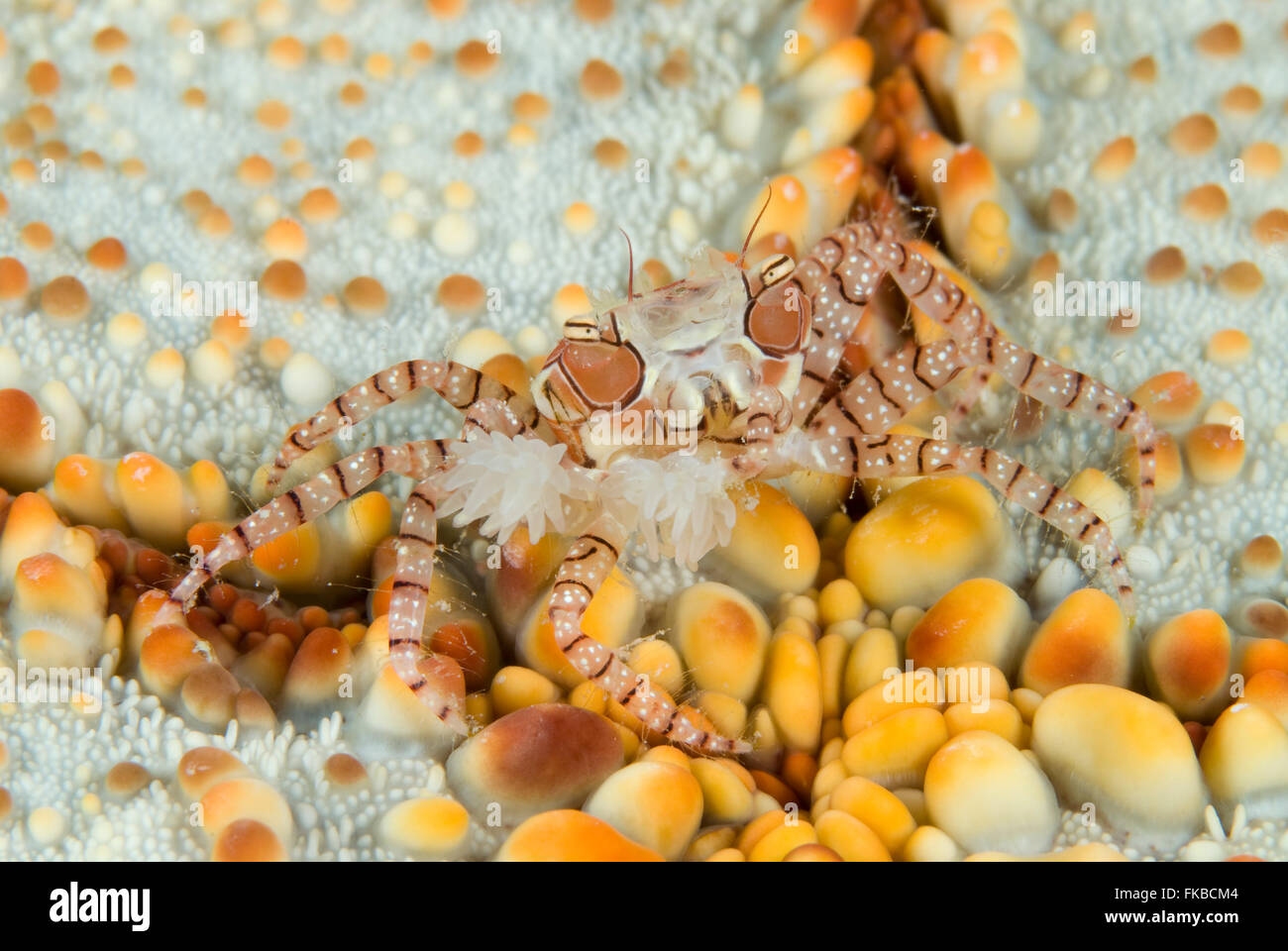 Boxer crab hi-res stock photography and images - Alamy