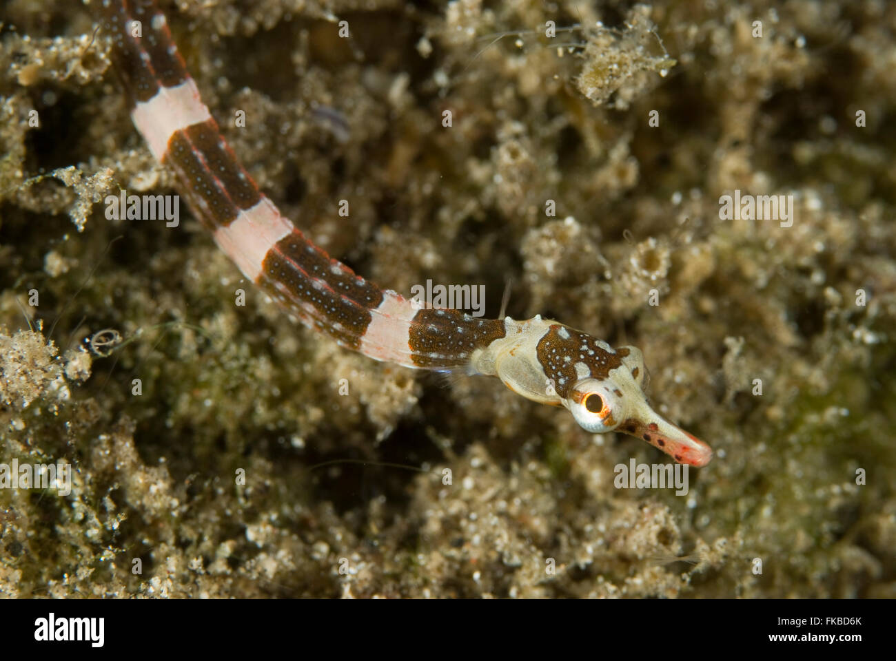Pipefish, Corythoichthys Amplexus Stock Photo - Alamy