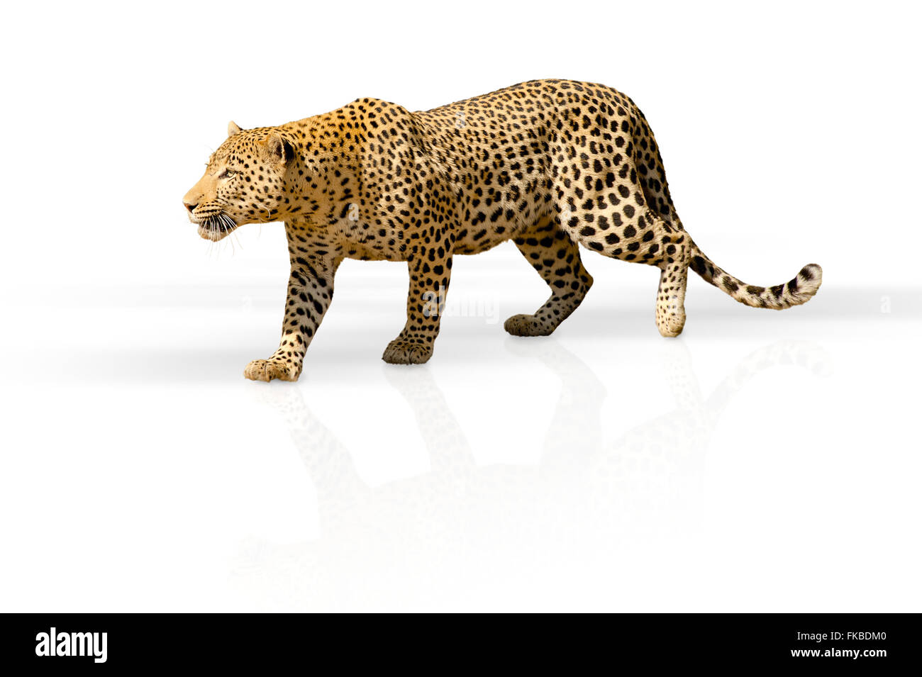 leopard isolated on white with shadow Stock Photo - Alamy