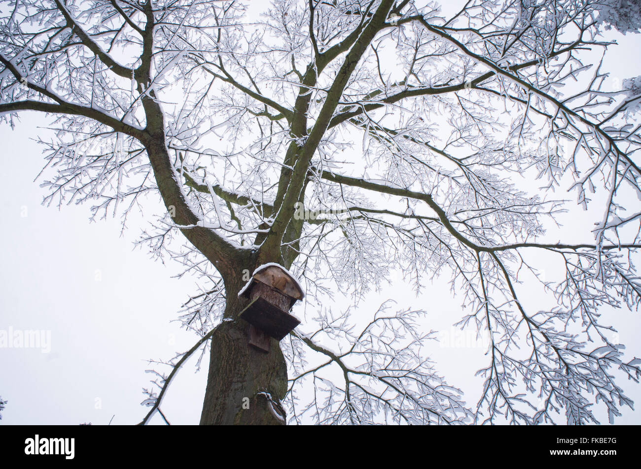 Box oak hi-res stock photography and images - Alamy