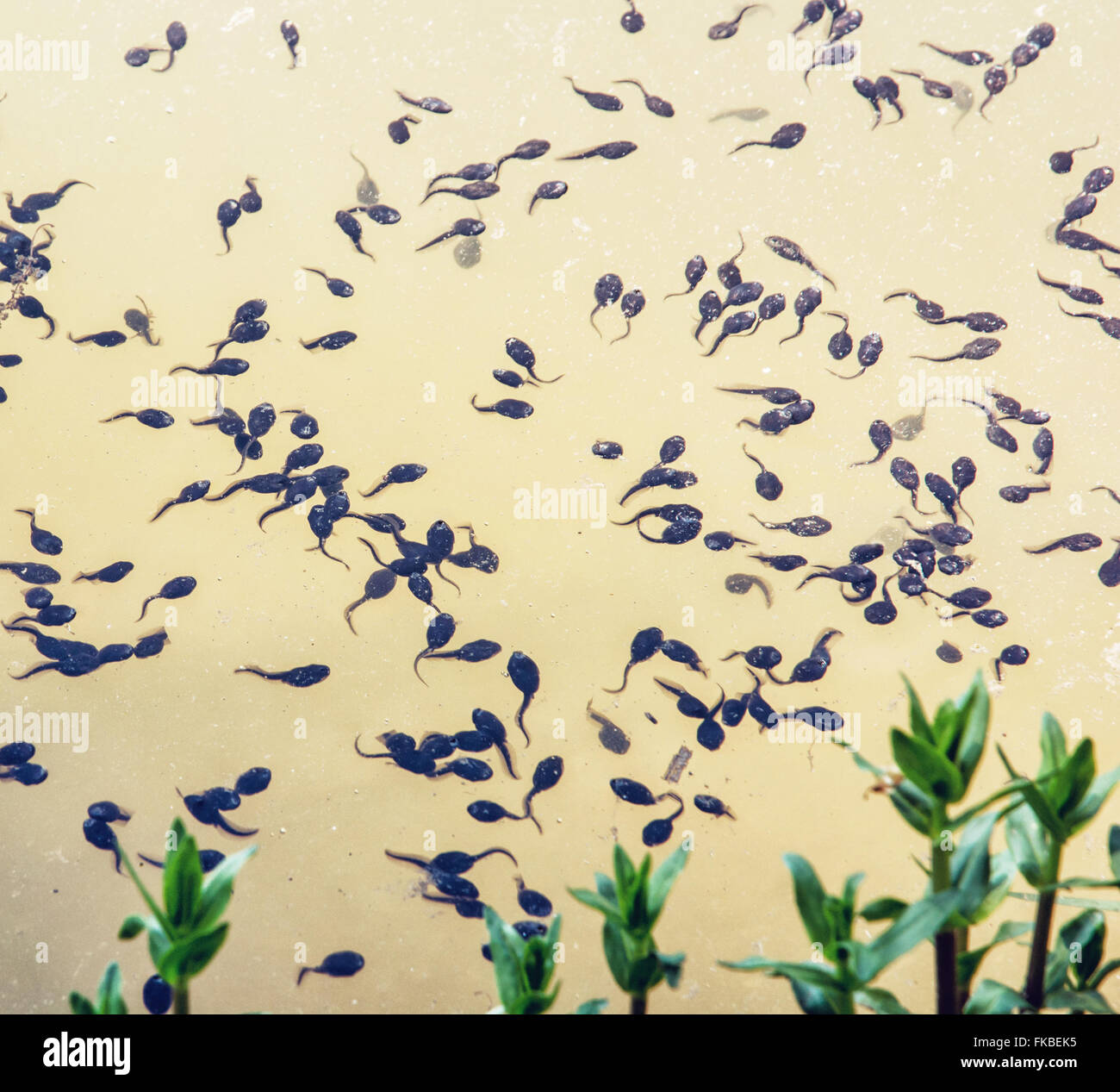 Tadpoles hi-res stock photography and images - Alamy