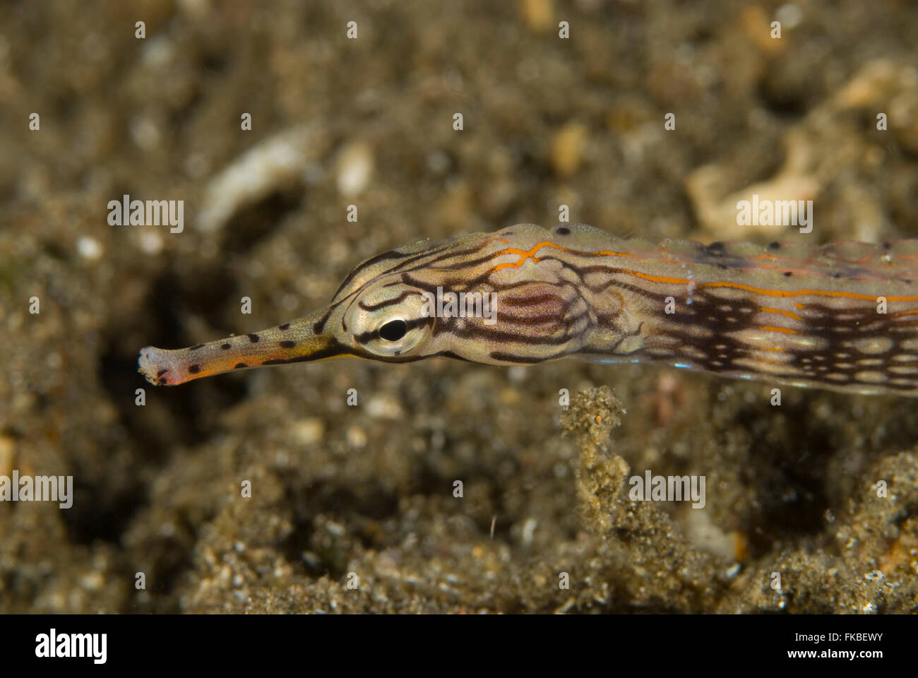 Dragonface Pipefish (Corythoichthys haematopterus Stock Photo - Alamy