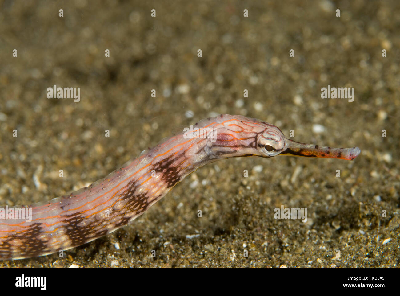 Dragonface Pipefish (Corythoichthys haematopterus Stock Photo - Alamy