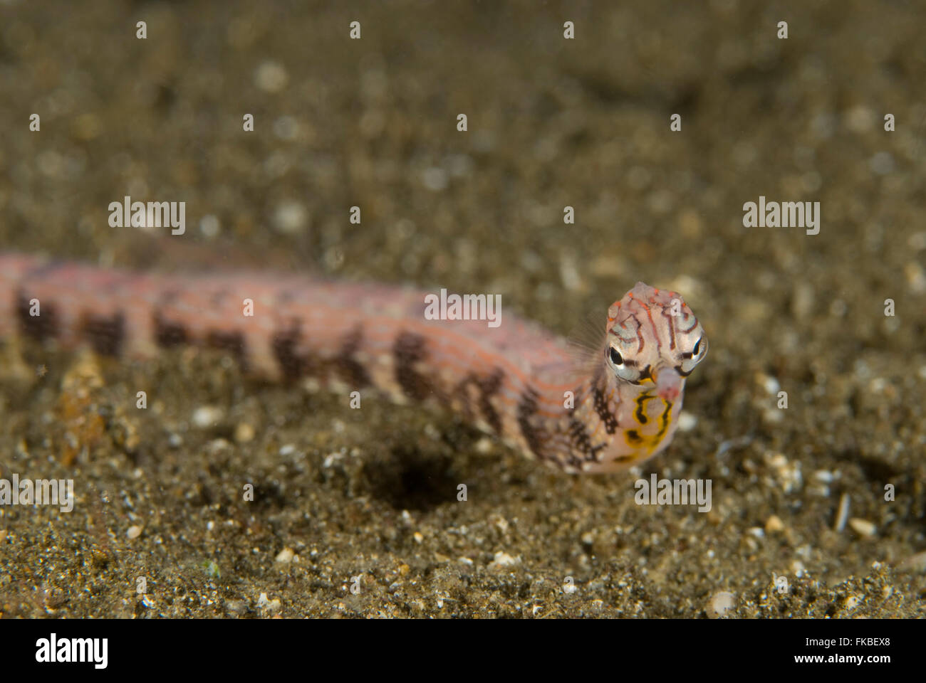 Dragonface Pipefish (Corythoichthys haematopterus Stock Photo - Alamy