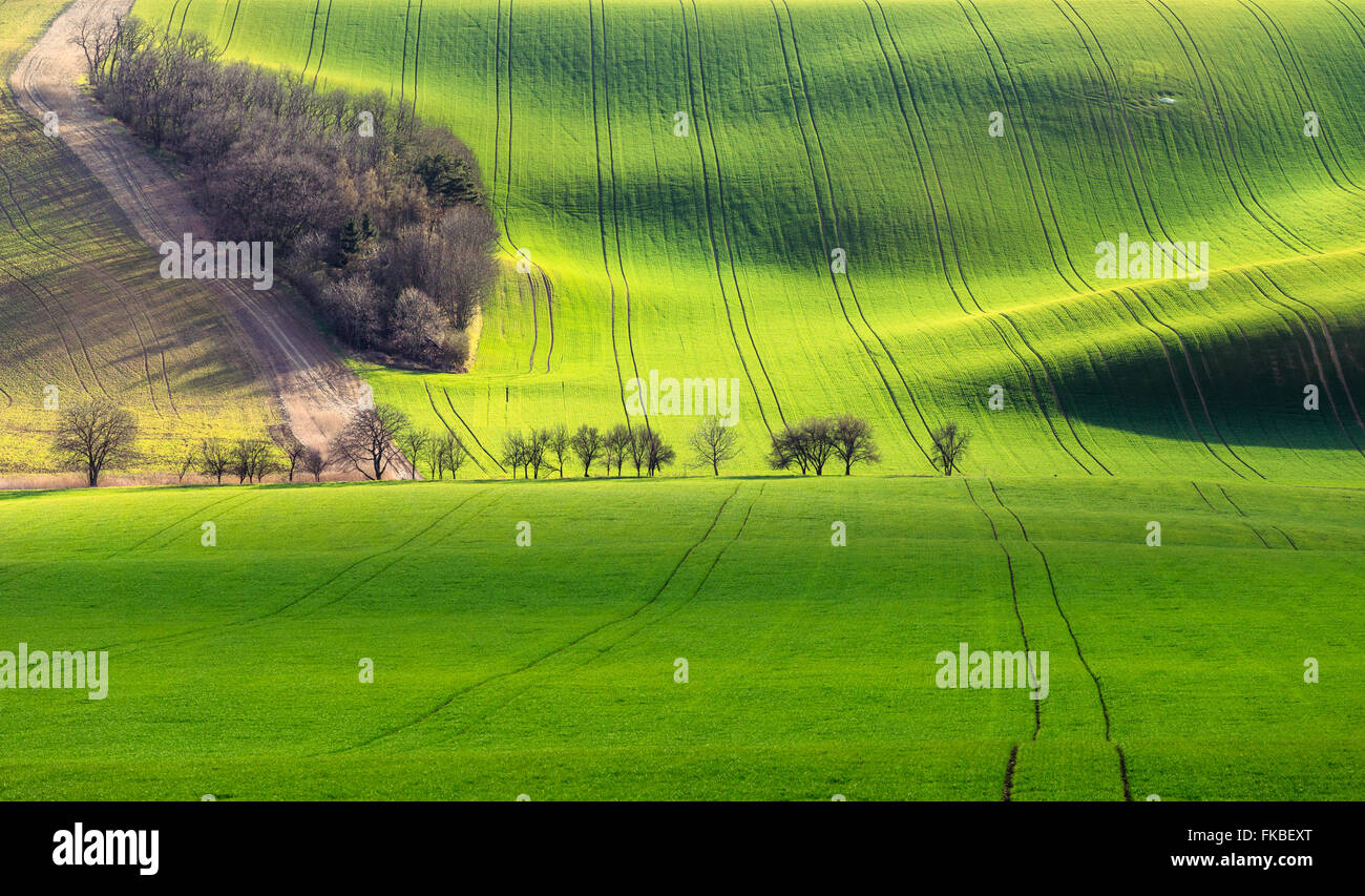 field, rolling hills, Moravian Tuscany, trees, green, carpet Stock ...