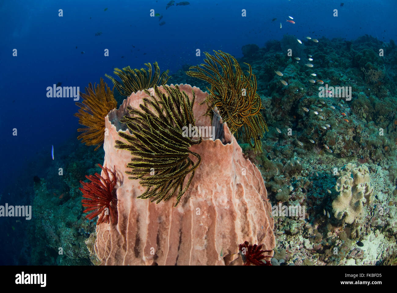 Barrel sponge with lots of clinging featherstars Stock Photo - Alamy