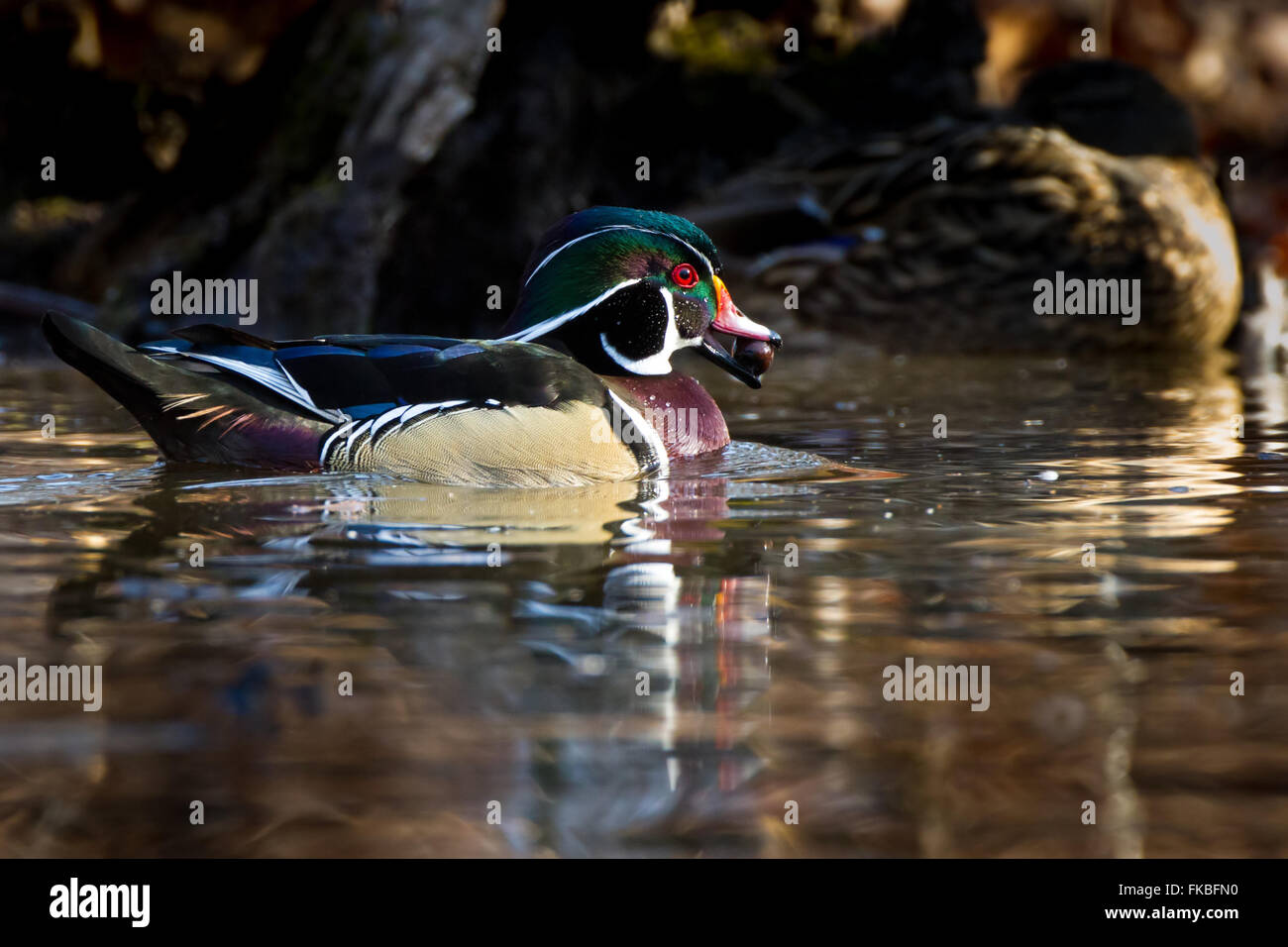 Acorn eating bird hi-res stock photography and images - Alamy