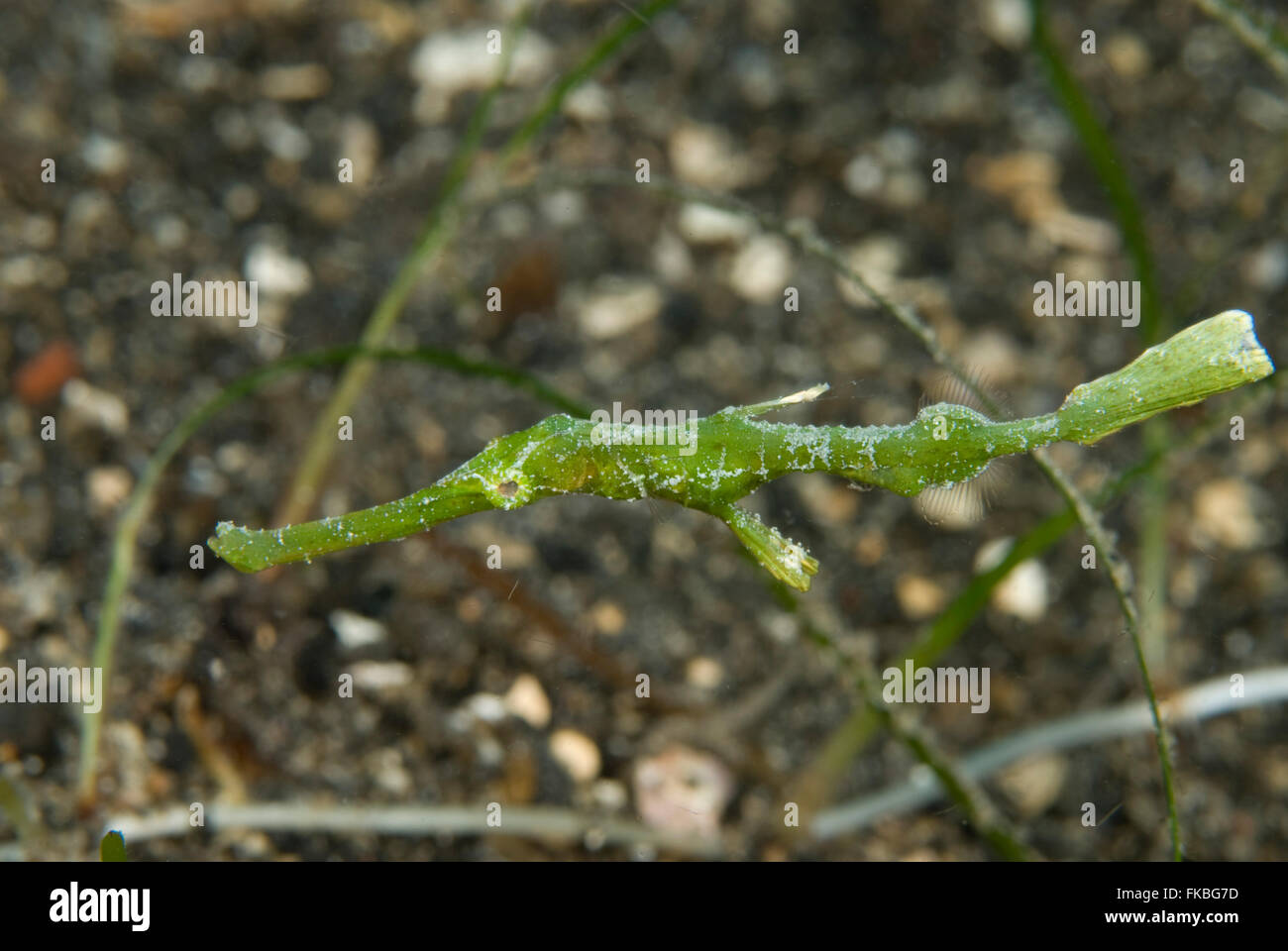 Robust ghost pipefish, Solenostomus cyanopterus Very long snout ...