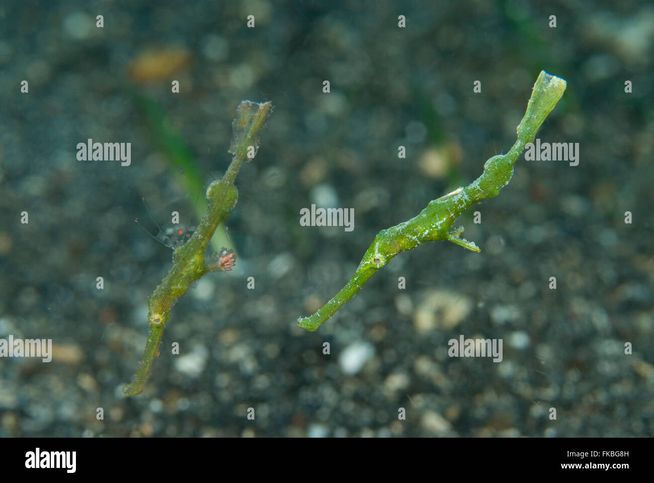 Robust ghost pipefish, Solenostomus cyanopterus Very long snout ...