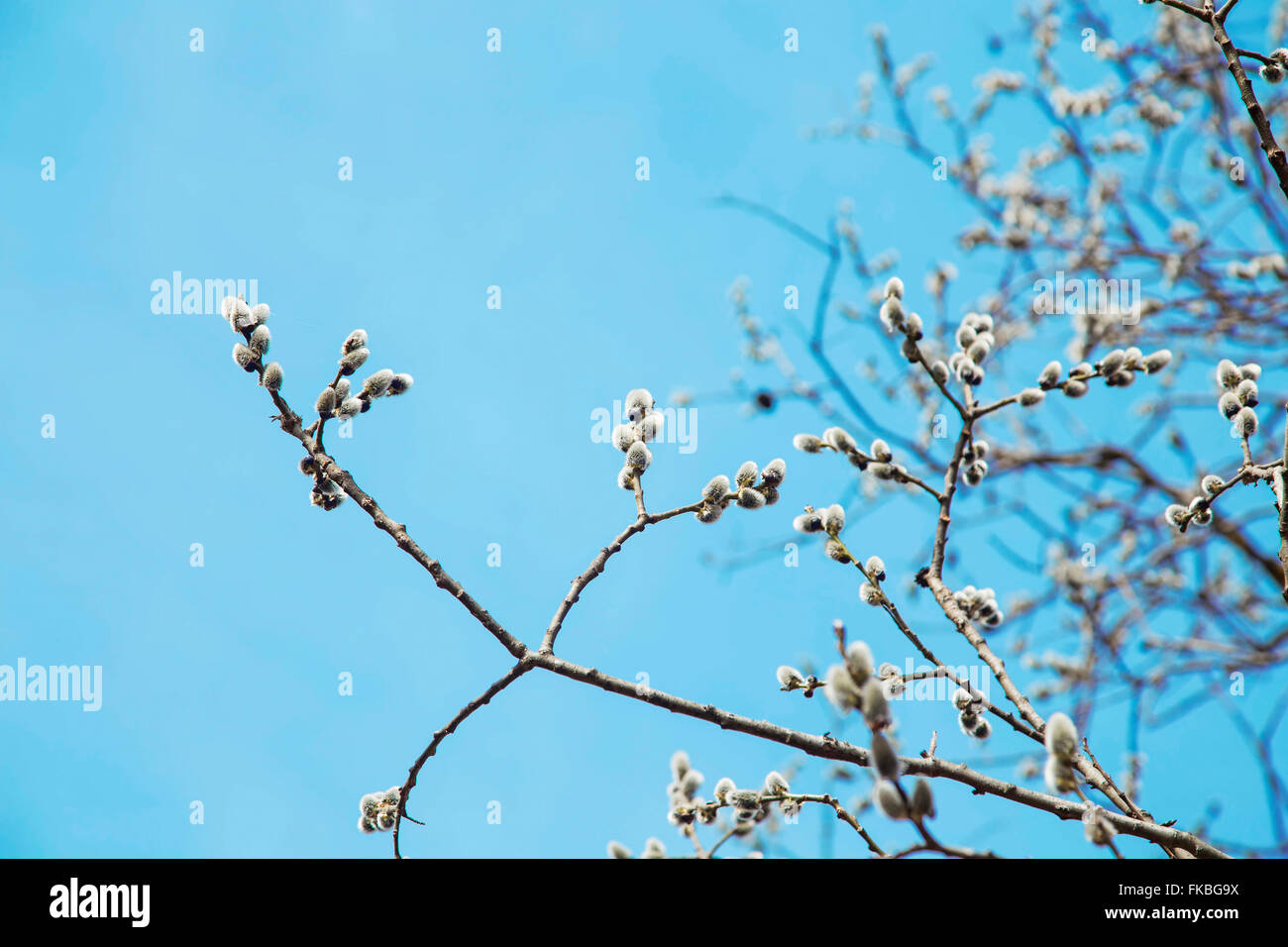 Spring tree buds in branches over bright blue sky Stock Photo - Alamy
