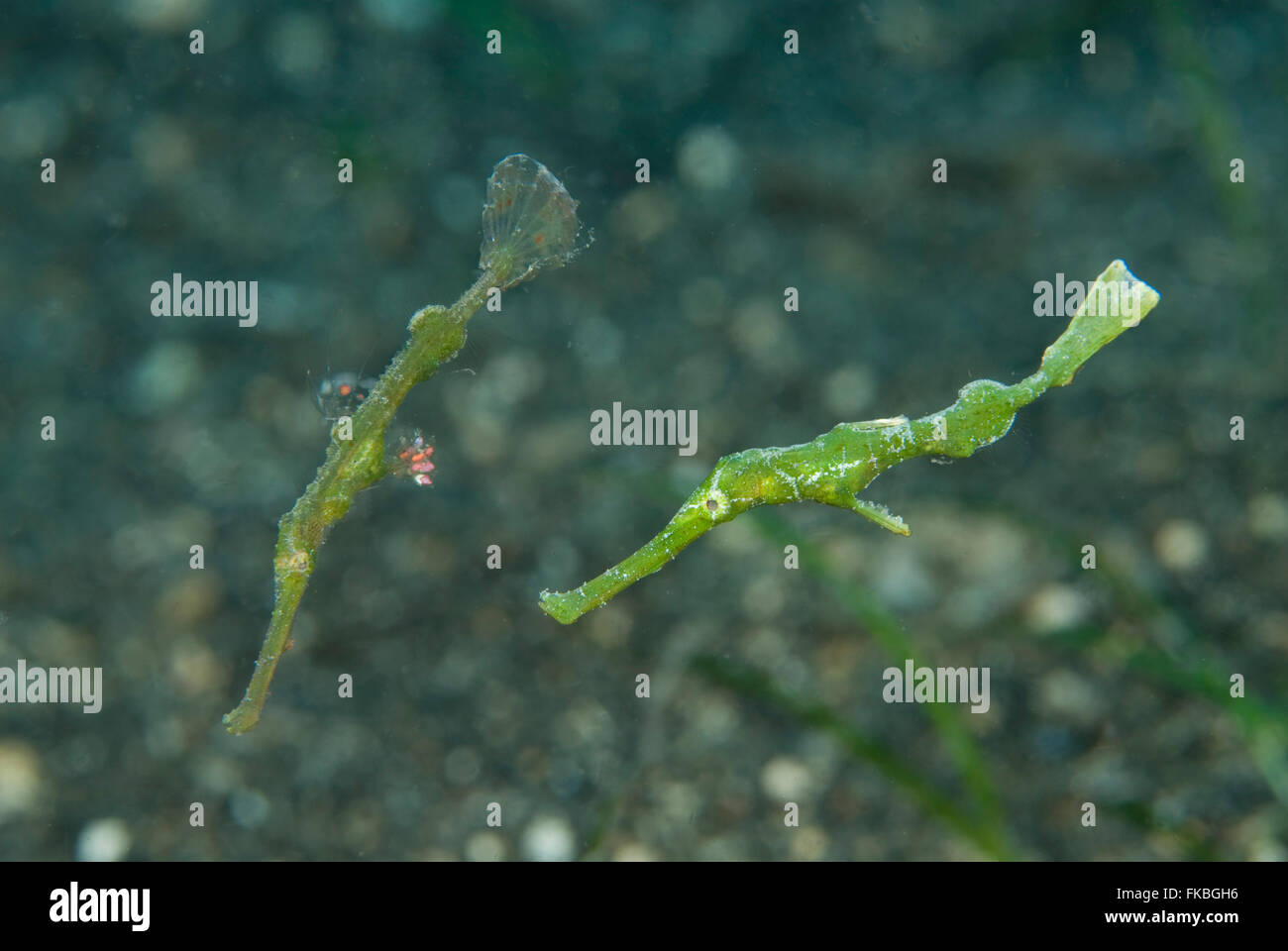 Robust ghost pipefish, Solenostomus cyanopterus Very long snout ...