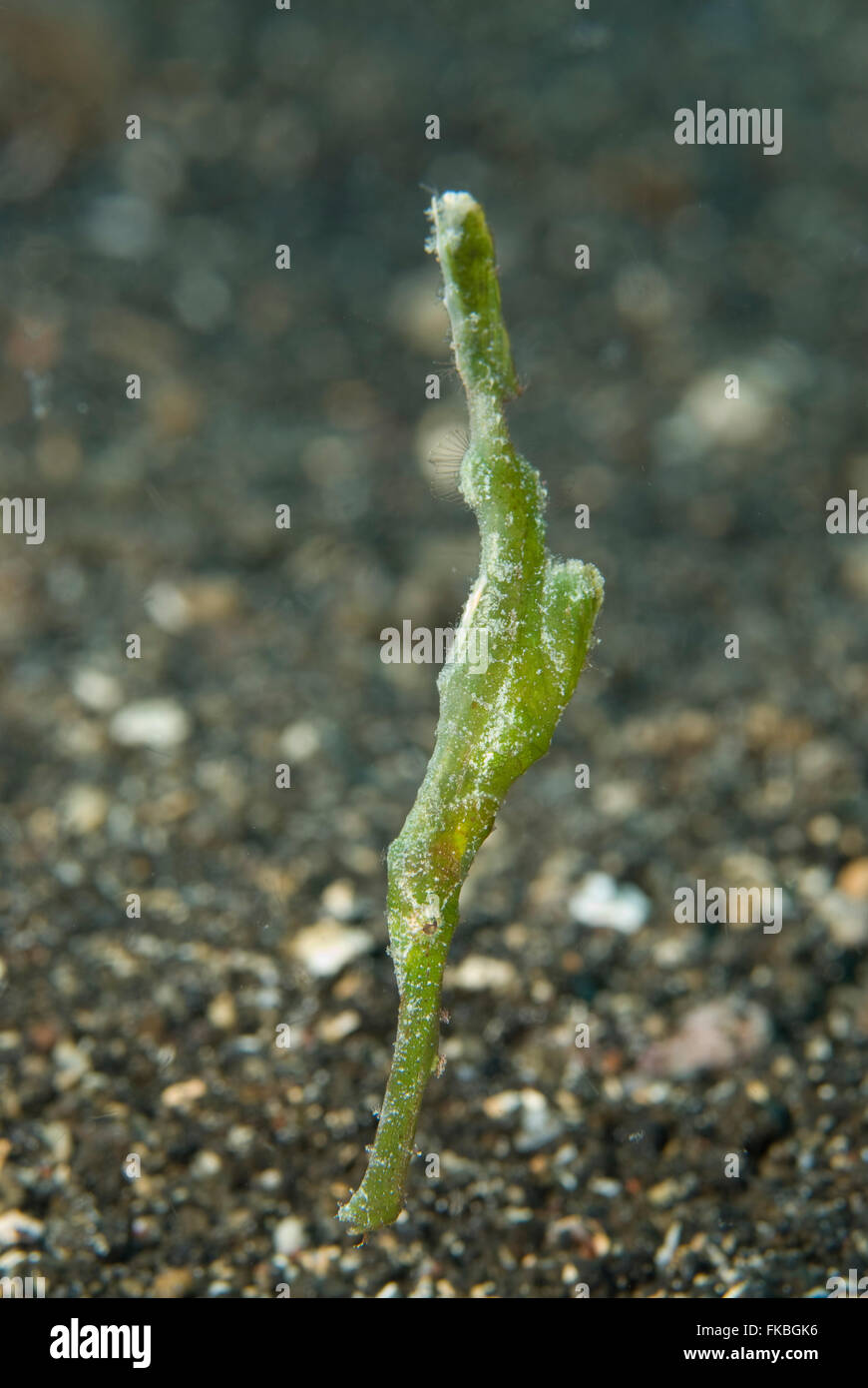 Long snout pipefish hi-res stock photography and images - Alamy