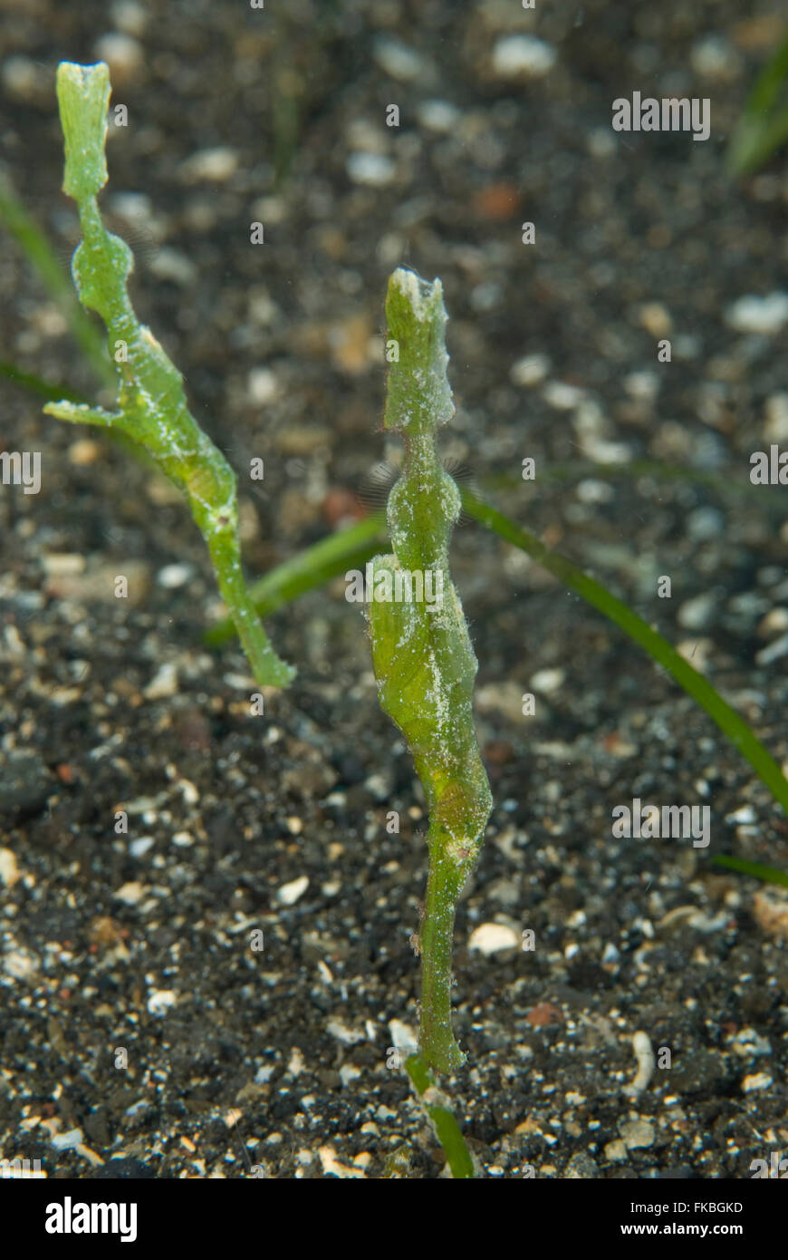 Long snout pipefish hi-res stock photography and images - Alamy