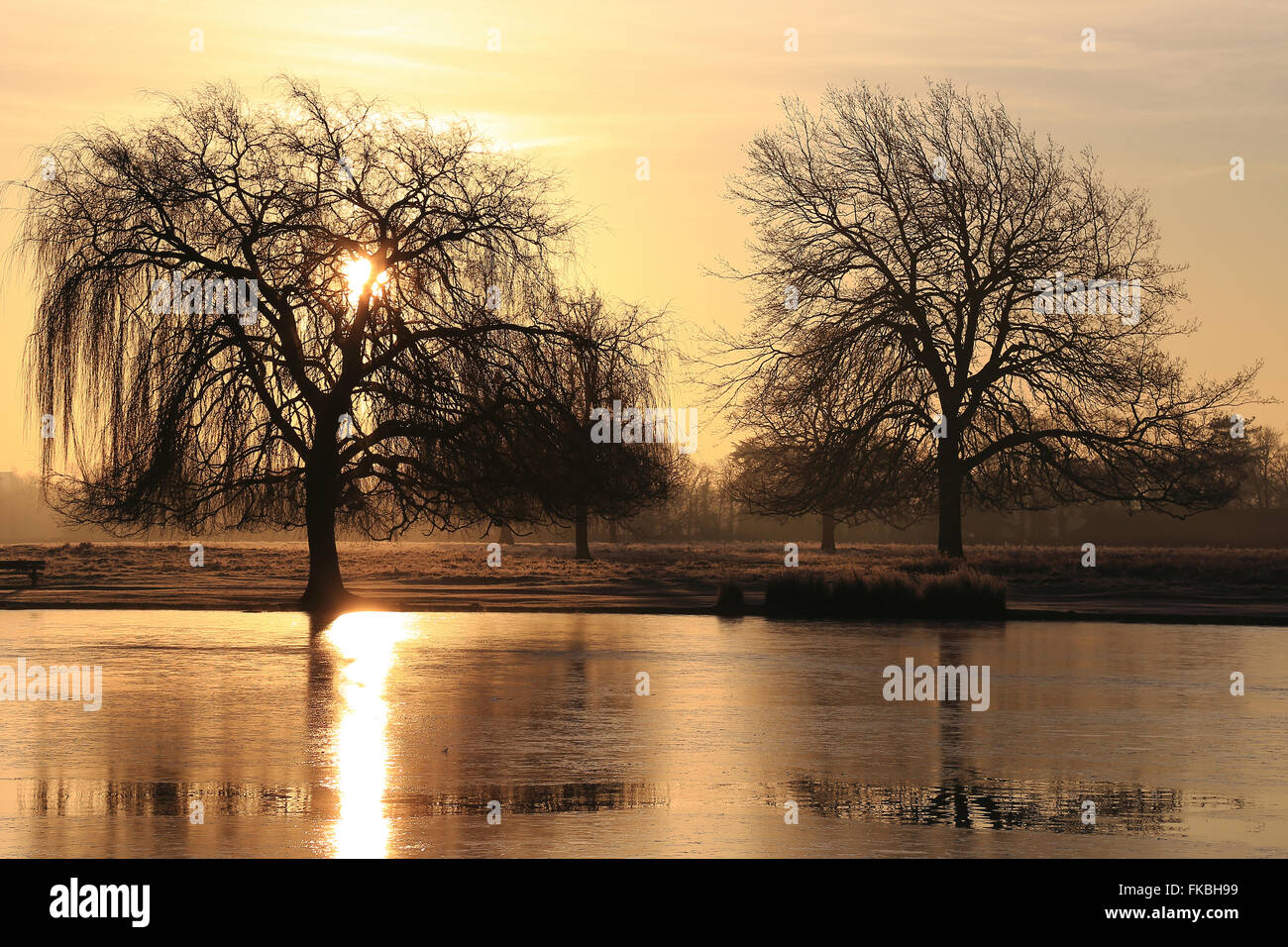 Bushy Park in winter, Surrey, England Stock Photo - Alamy