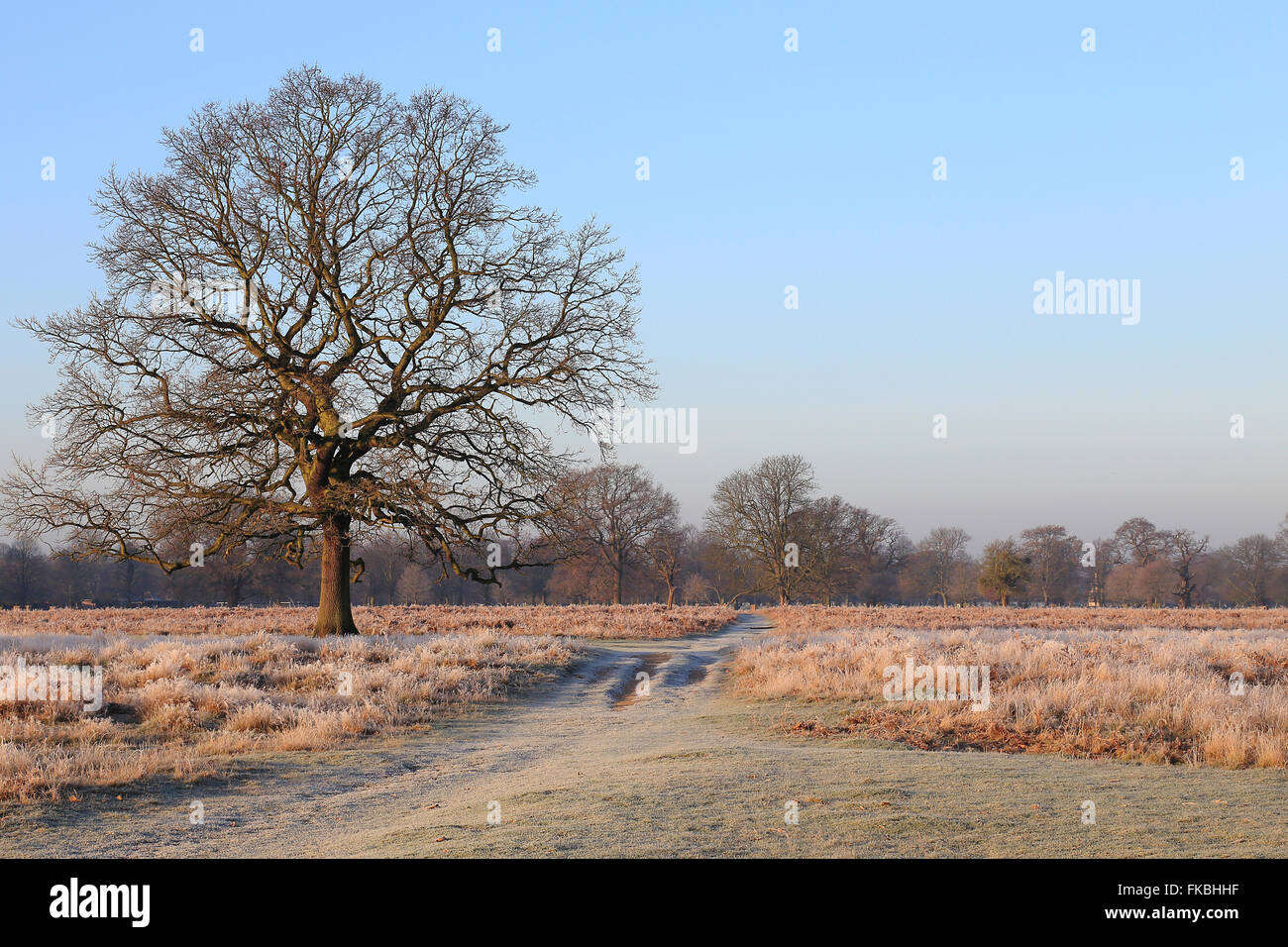 Bushy Park in winter, Surrey, England Stock Photo - Alamy