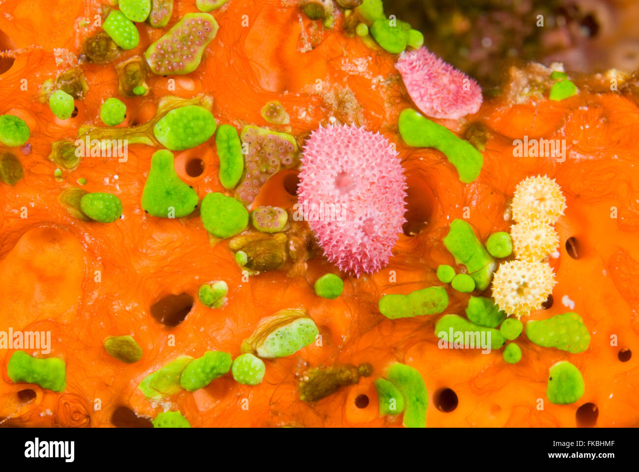 Sea sponge indo pacific hi-res stock photography and images - Alamy