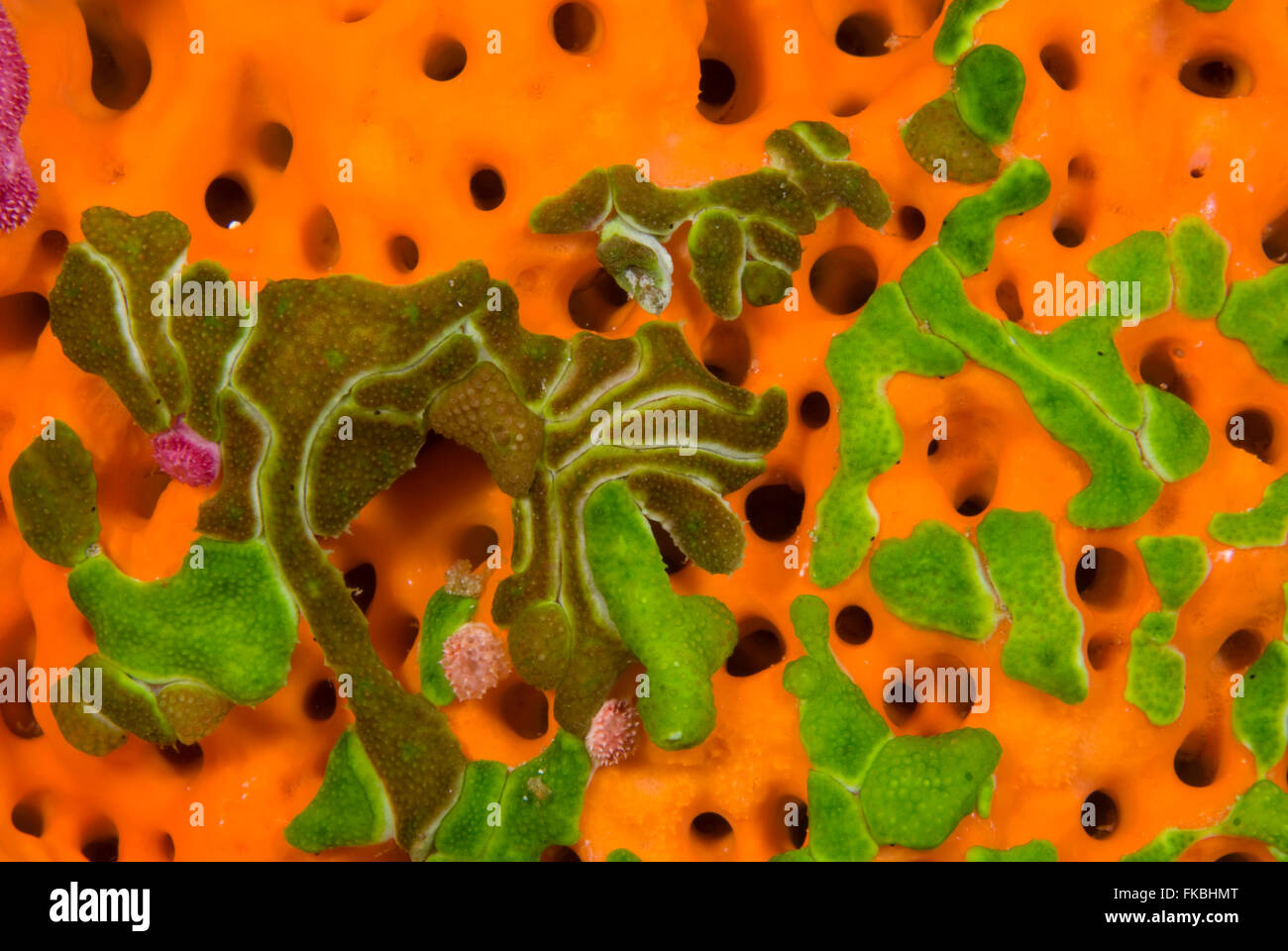 Sea squirts, tunicates, or ascidians on bright orange sponge Stock ...