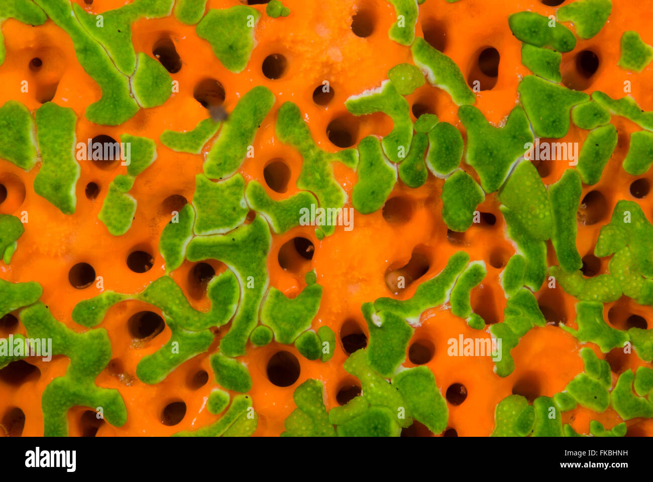 Sea squirts, tunicates, or ascidians on bright orange sponge Stock ...