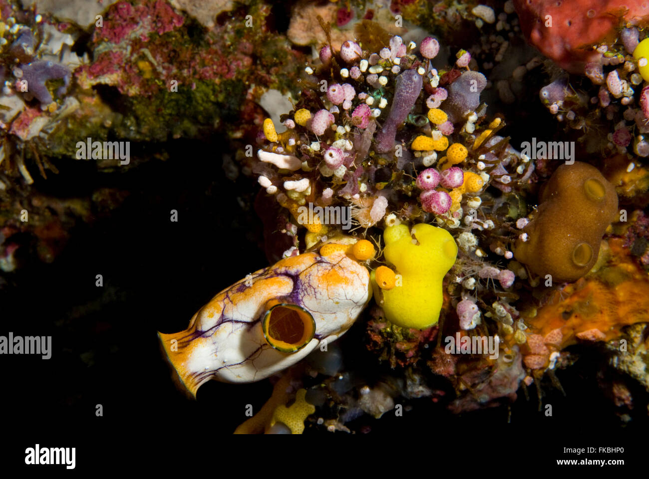Ascidians hi-res stock photography and images - Alamy