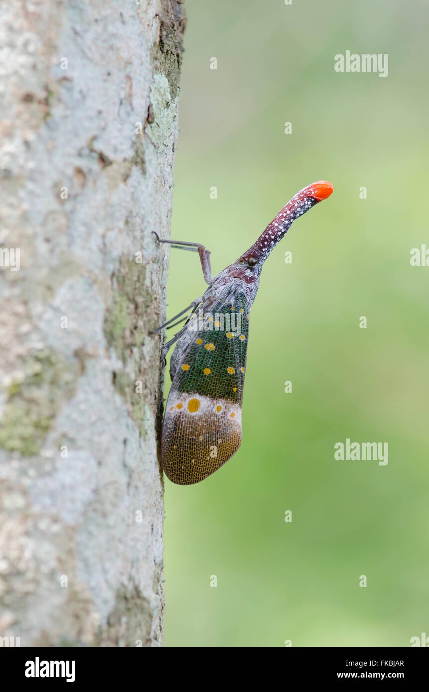Lantern bug of malaysia hi-res stock photography and images - Alamy