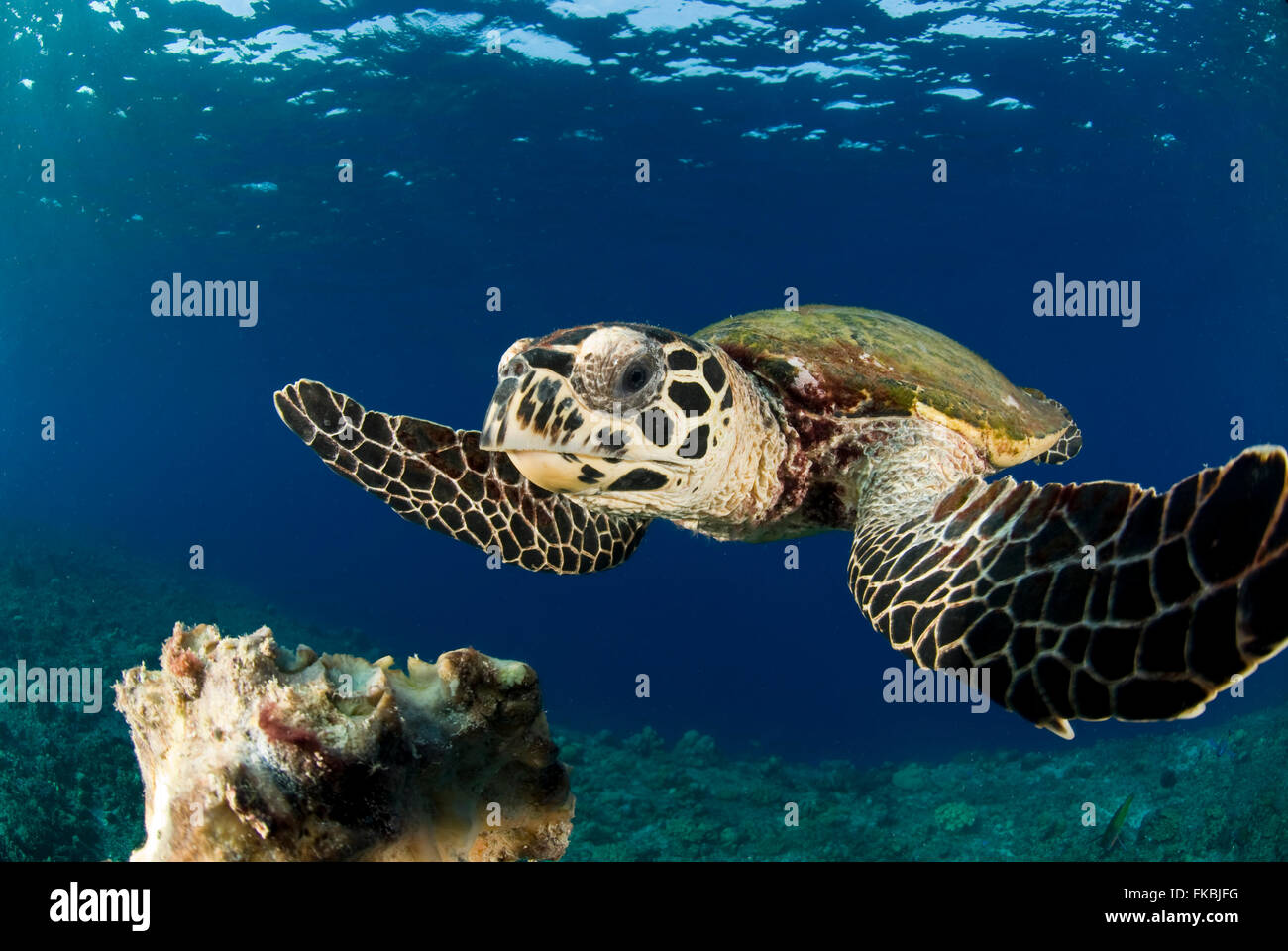 Hawksbill turtle feeding on a sponge, handfed, Eretmochelys imbricata ...