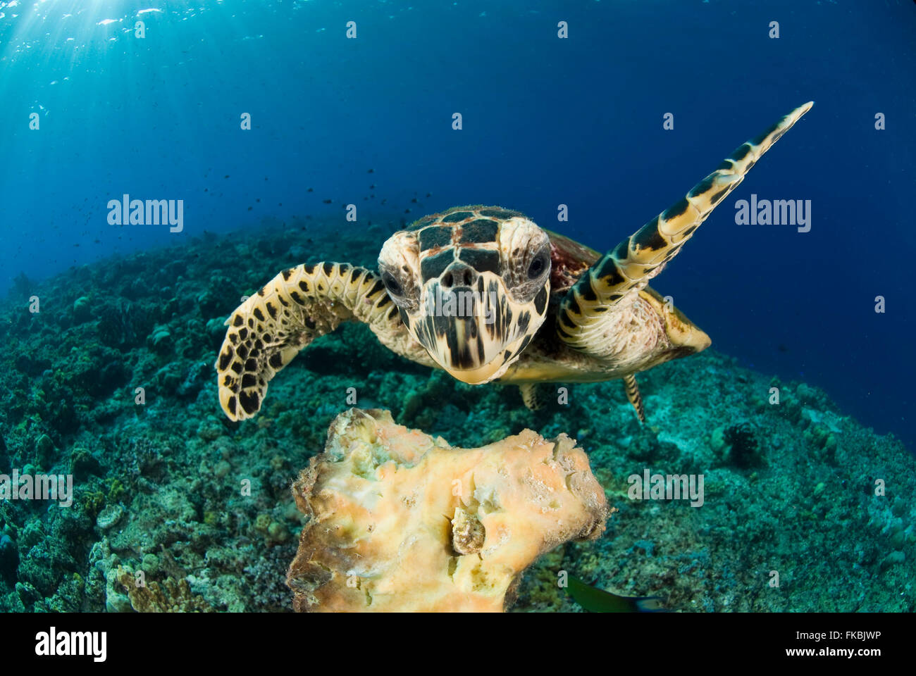 Hawksbill turtles hi-res stock photography and images - Alamy