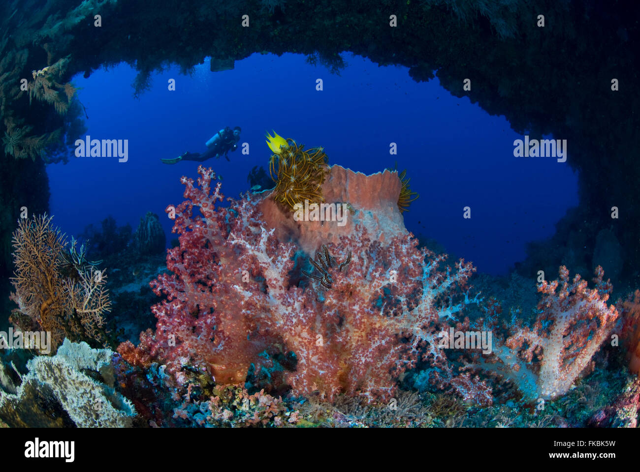 Soft corals and barrel sponge with a natural reef arch behind it. Diver ...