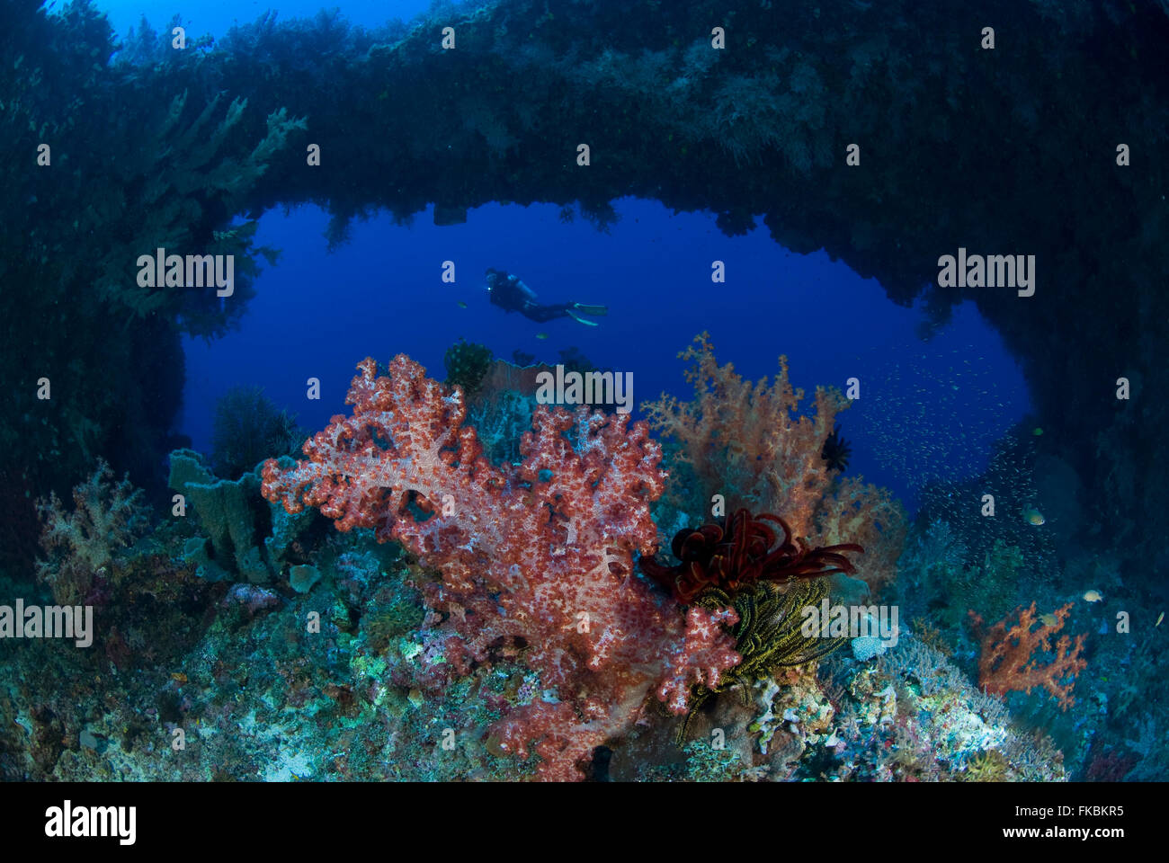 Soft corals and barrel sponge with a natural reef arch behind it. Diver ...