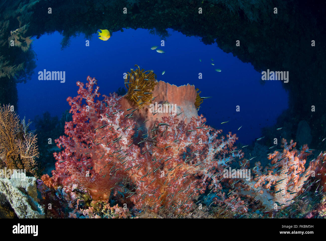 Soft corals and barrel sponge with a natural reef arch behind it Stock ...