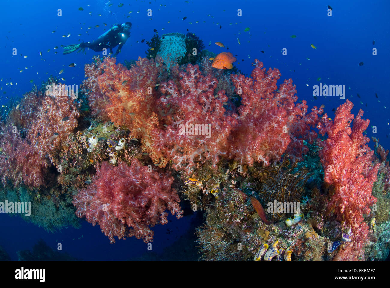 Biodiversity arch hi-res stock photography and images - Alamy