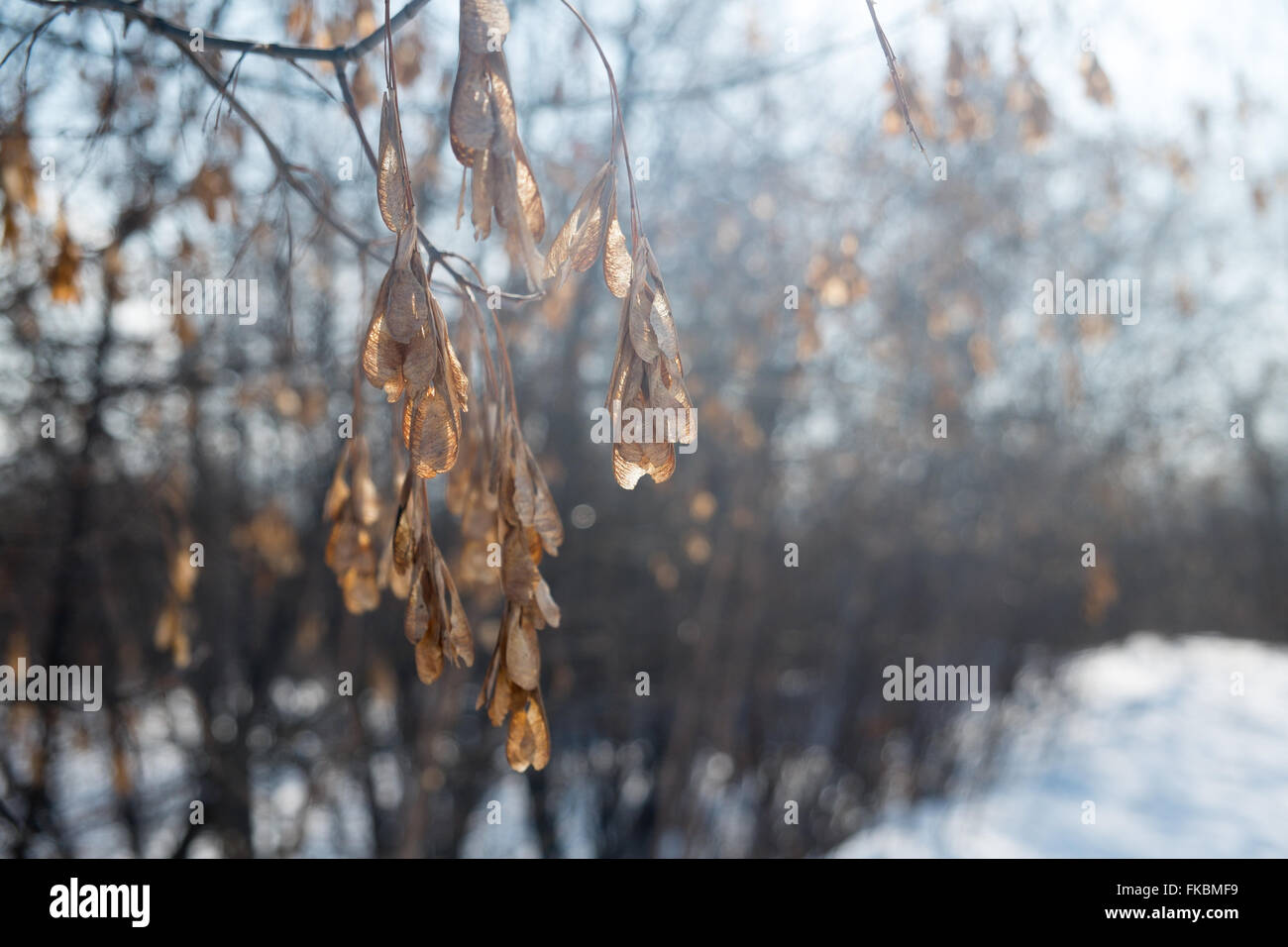 Dry seeds of the ash tree Stock Photo - Alamy
