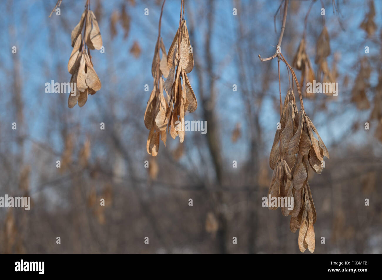 Dry seeds of the ash tree Stock Photo - Alamy