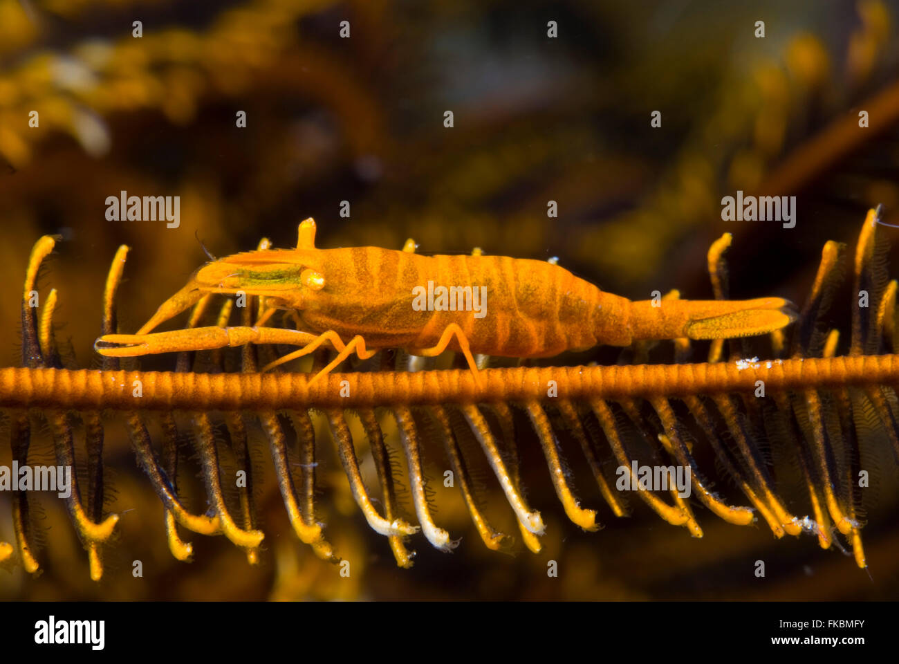 Crinoid shrimp, Periclimenes amboinensis. This shrimp belongs to a ...