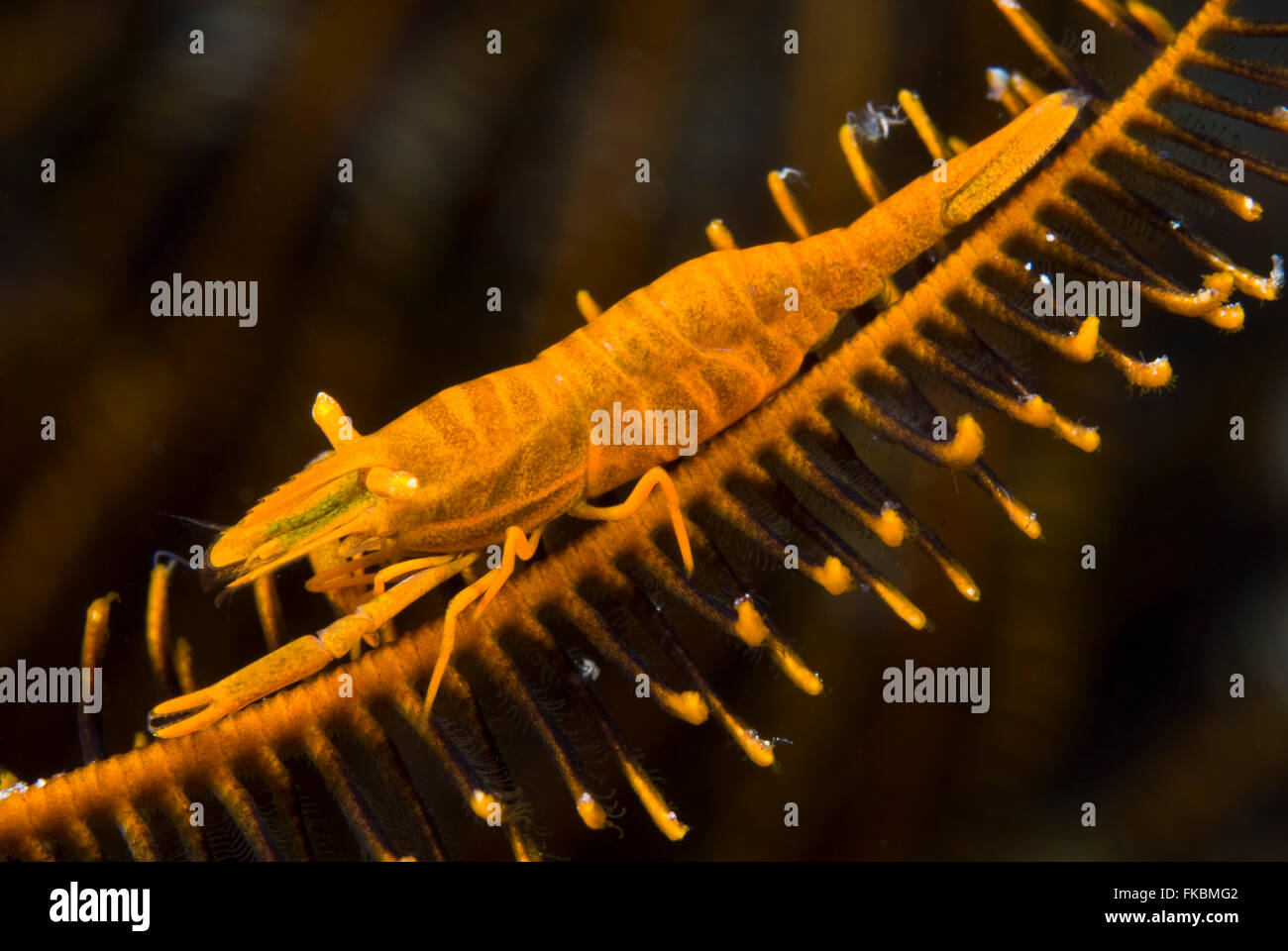 Crinoid shrimp, Periclimenes amboinensis. This shrimp belongs to a ...